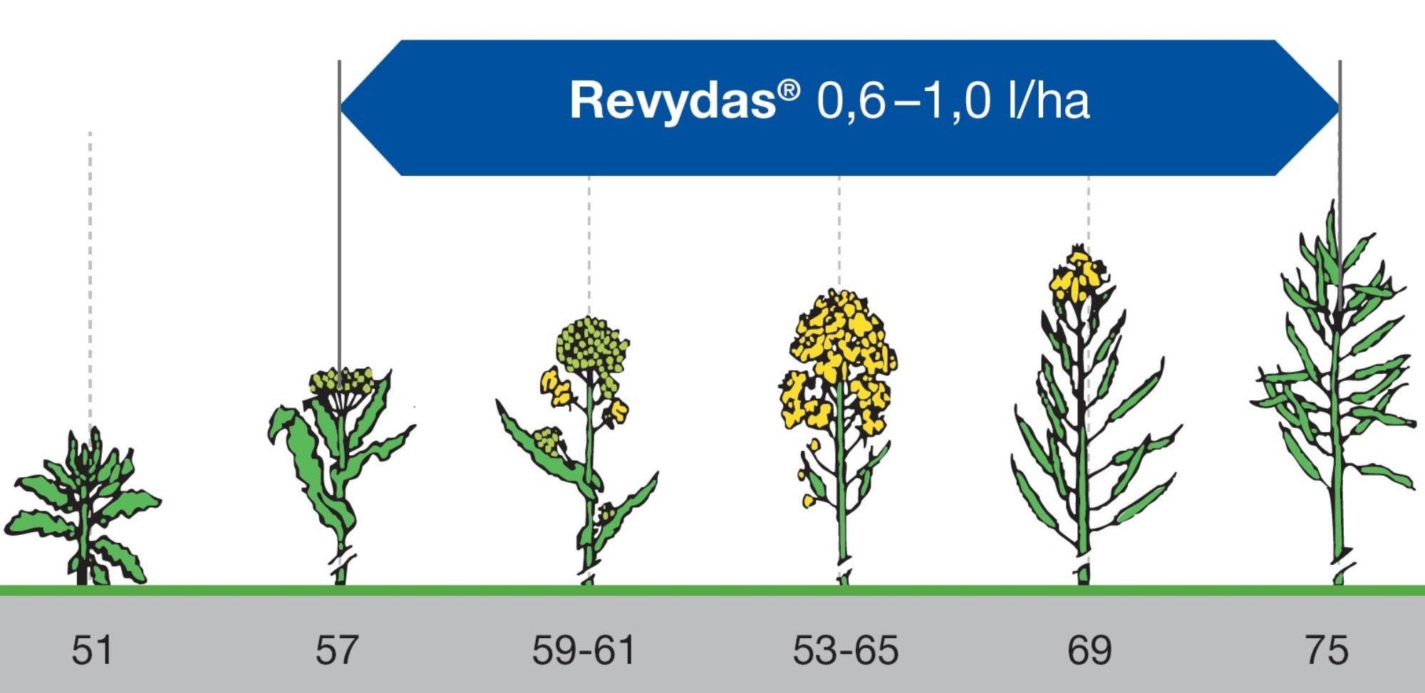Rapsų augintojams – bandymais įrodyta efektyvi apsauga nuo ligų REVYDAS ...