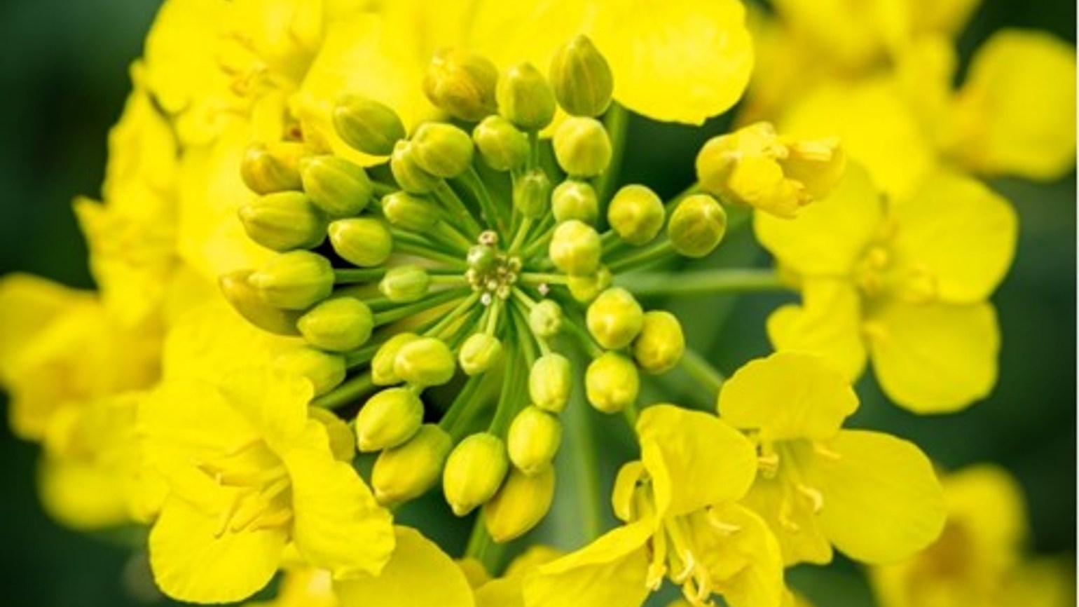 Rapsų augintojams – bandymais įrodyta efektyvi apsauga nuo ligų REVYDAS ...