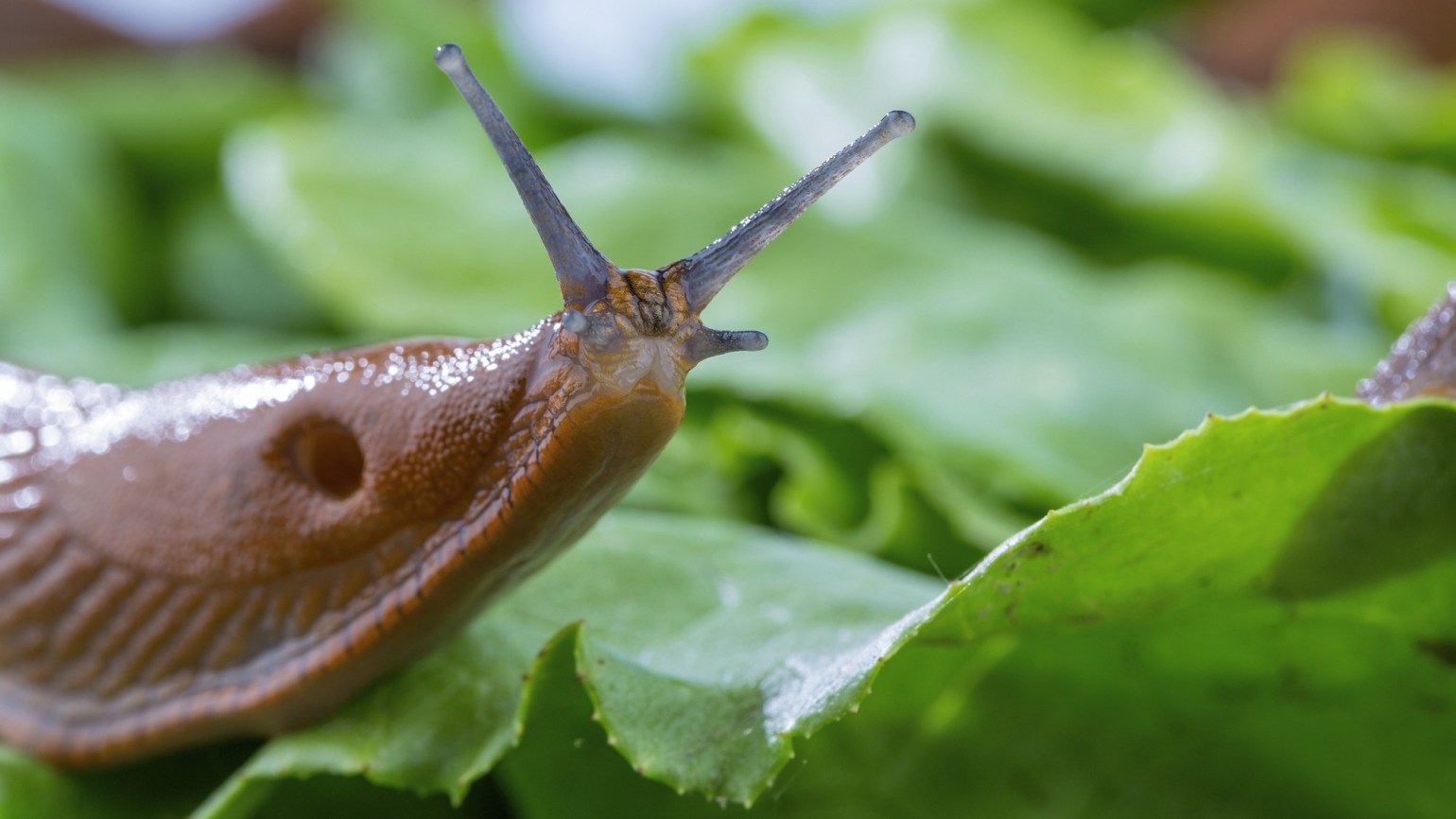 Moliuskocidas Ironmax® Pro - įregistruotas neprofesionaliam naudojimui ...