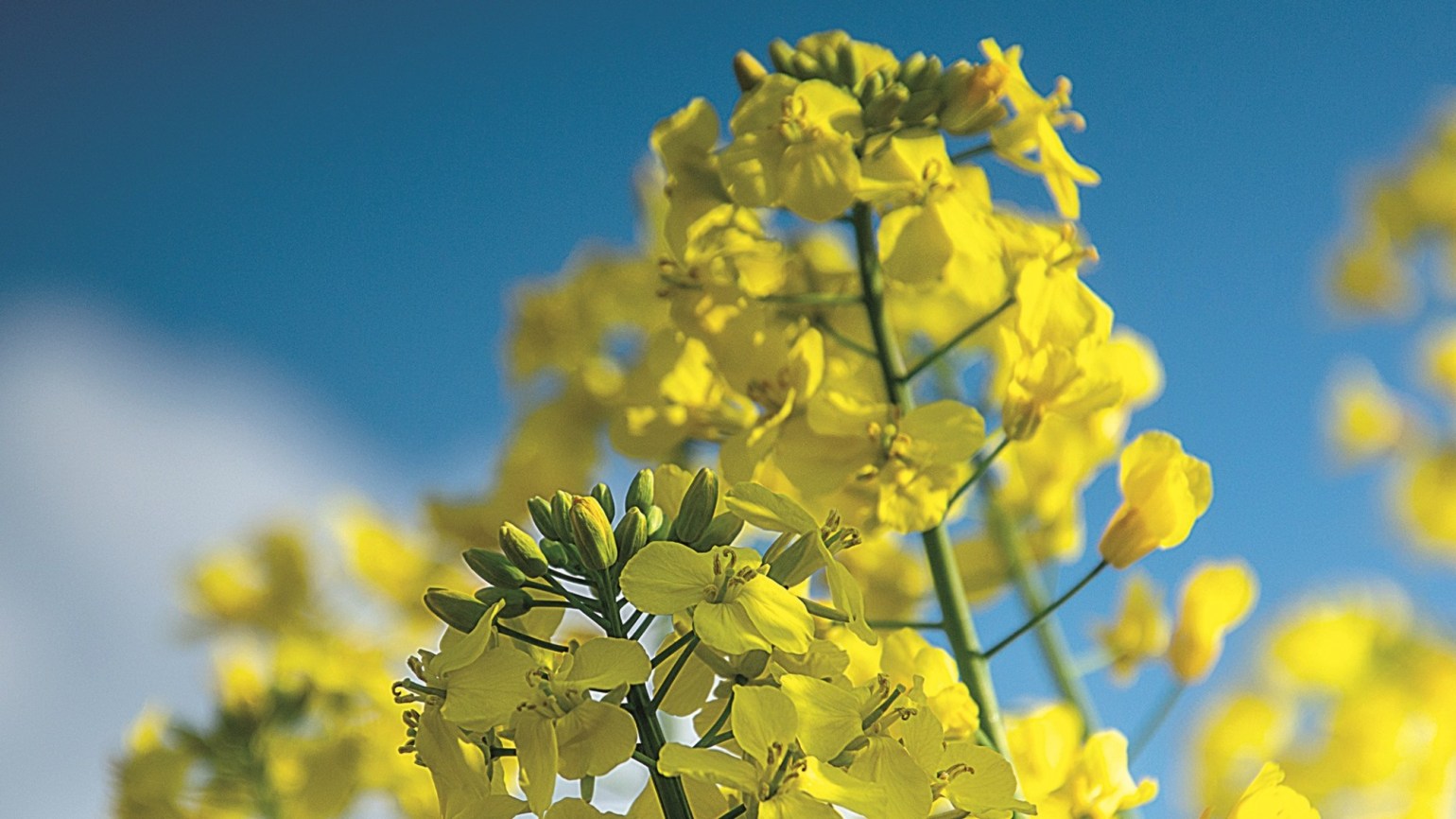 Revydas® - BASF Agro Lietuva