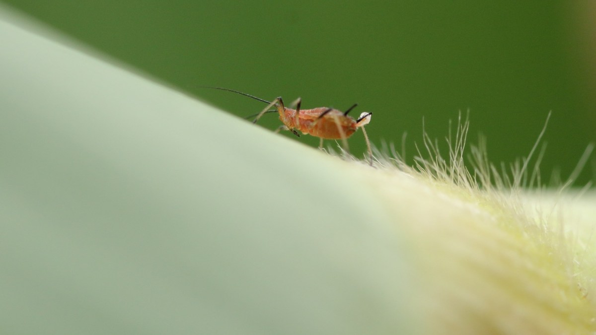 Amarai - BASF Agro Lietuva